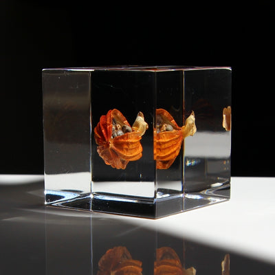 Shell Ginger | Usagi no Nedoko | Sola Cube | Peter Fields